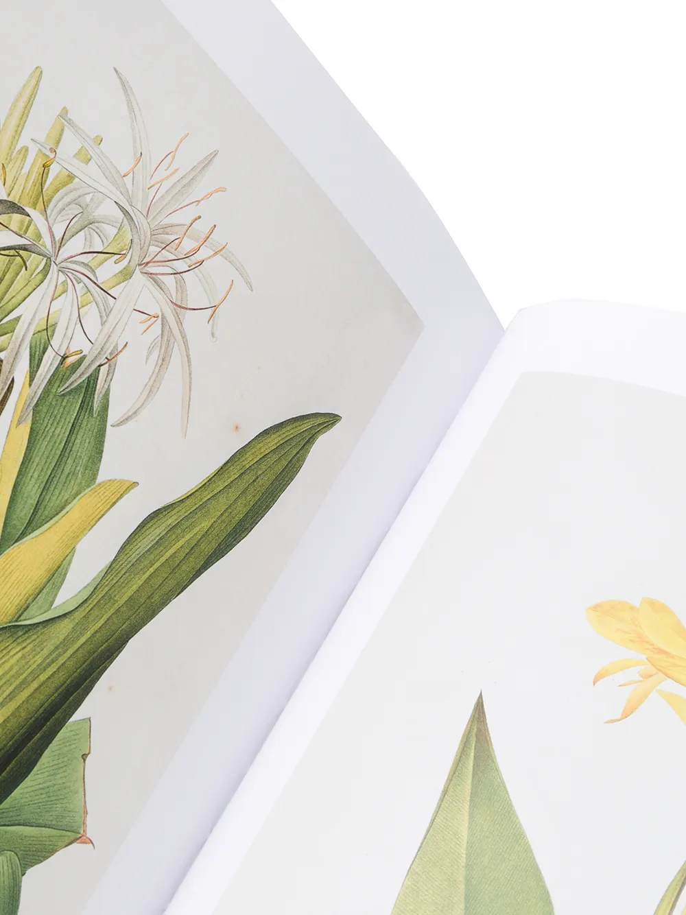 Flower Book Taschen at Eula Lofgren blog